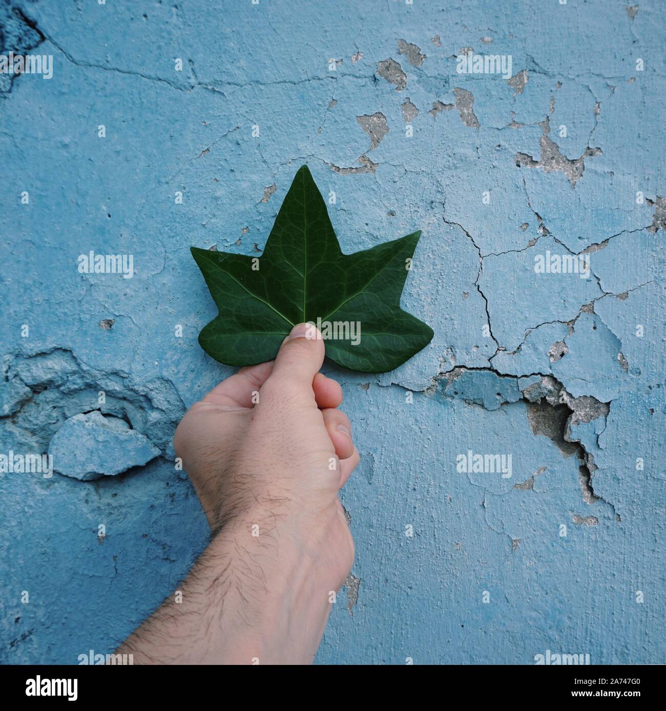 hand with green leaves feeling the nature Stock Photo - Alamy