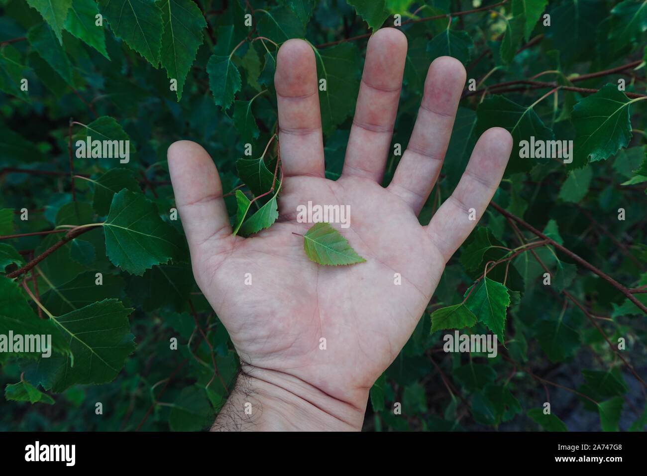 hand with green leaves feeling the nature Stock Photo - Alamy