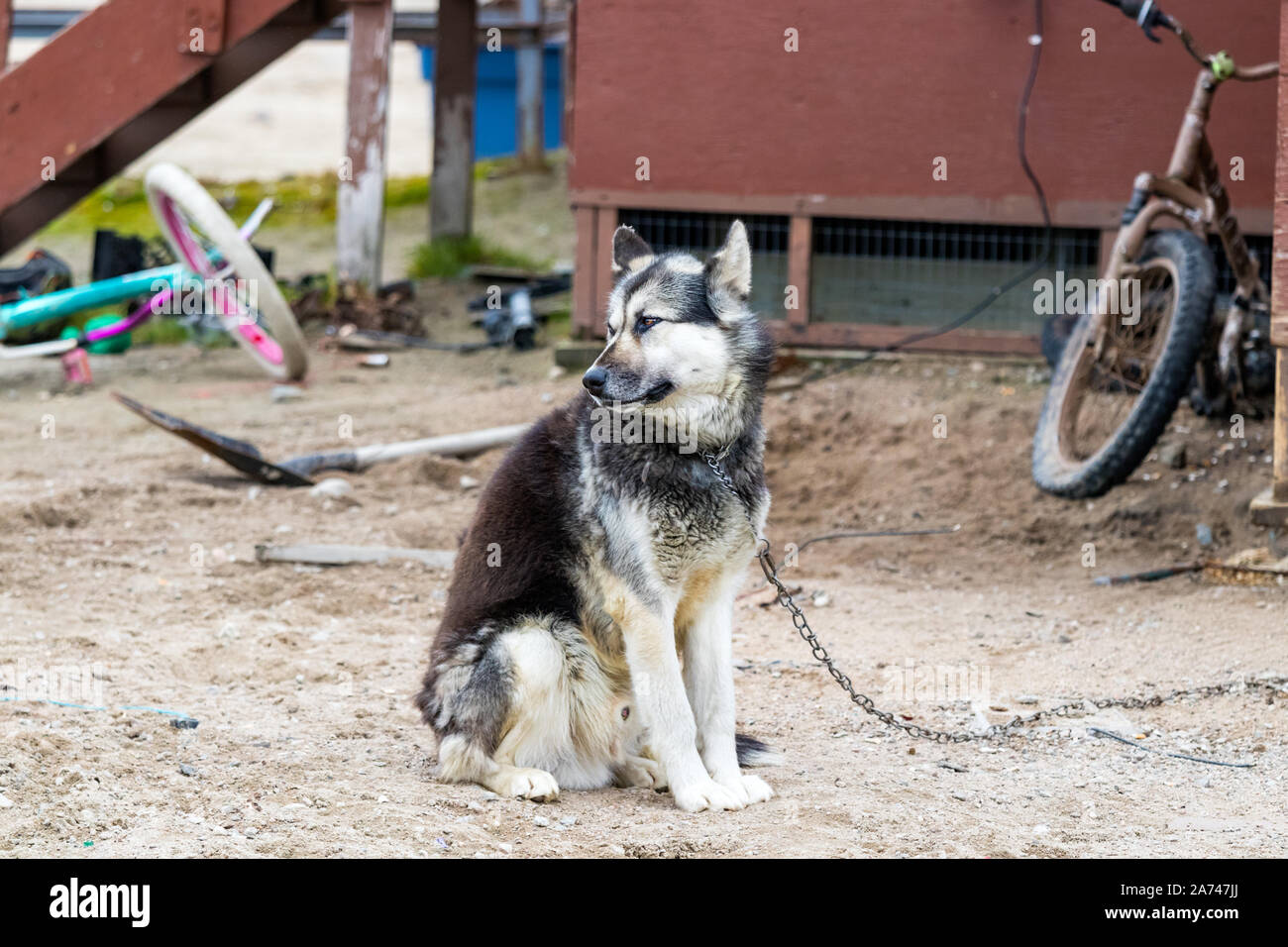 Canada inuit dog hi-res stock photography and images - Alamy