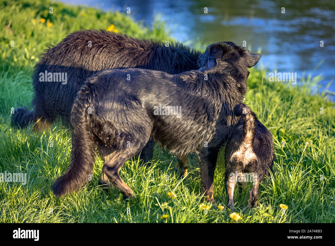Two dogs playing german shepherd hi-res stock photography and images ...