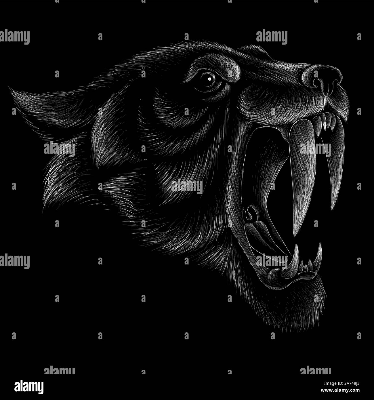 Pencil drawing tiger on Black and White Stock Photos & Images - Alamy