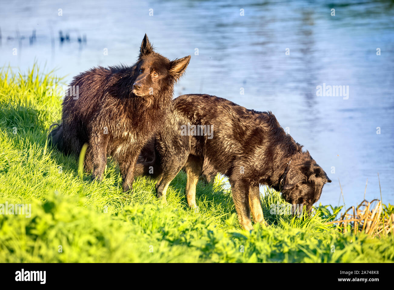 Two black German shepherd dogs playing on river bank Stock Photo - Alamy