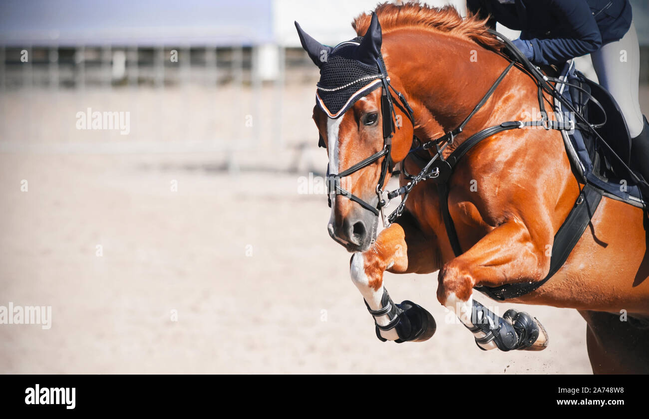 A sorrel beautiful horse with a rider in the saddle jumps high at a ...