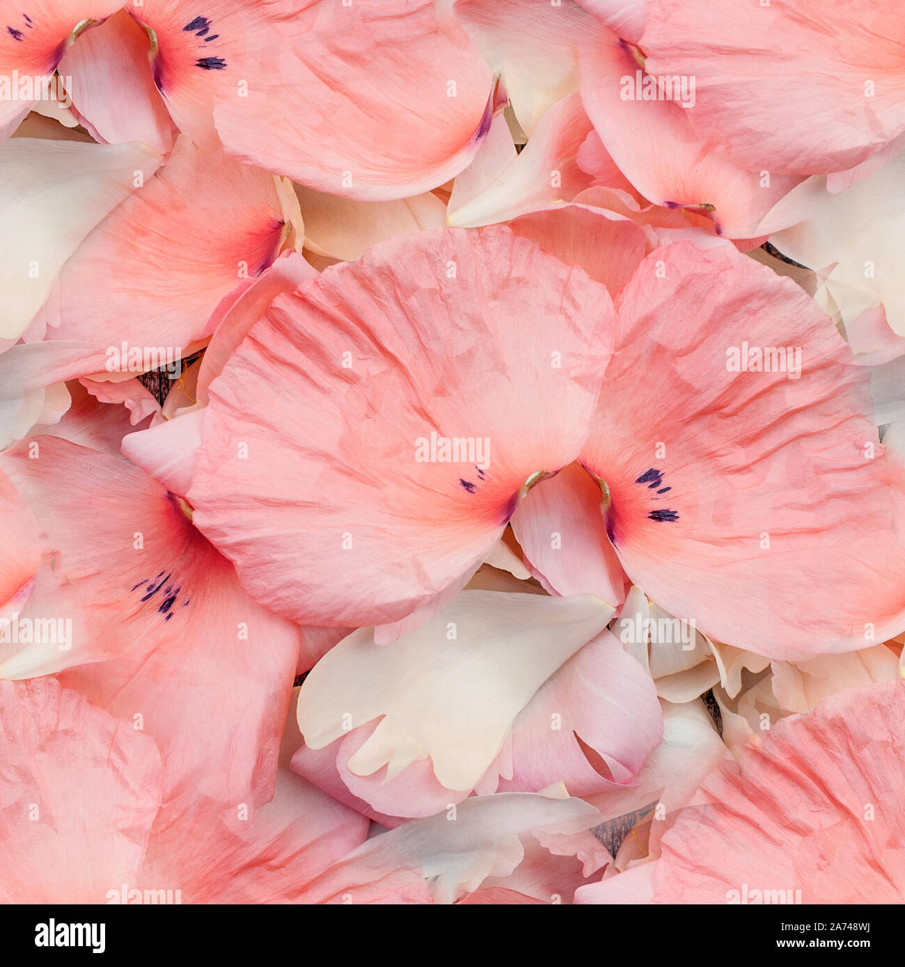textured natural background of petal pink Poppy. Macro. A horizontal ...