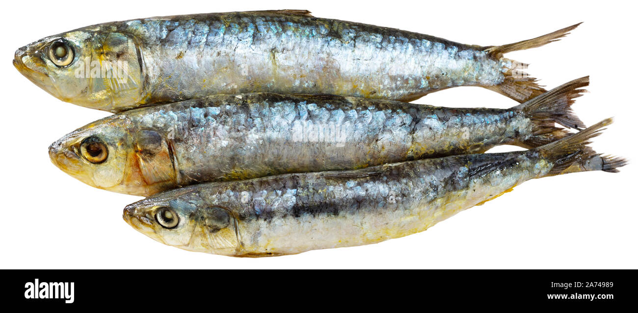 Pickled pilchards. Sea delicacy. Isolated over white background Stock ...
