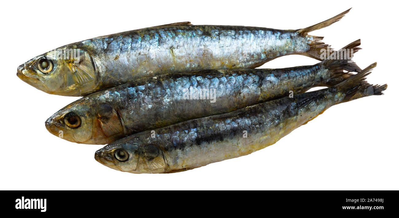 Whole salted european sardines. Isolated over white background Stock ...