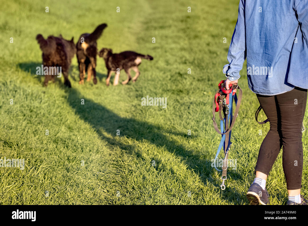 Woman with her three dogs Stock Photo - Alamy