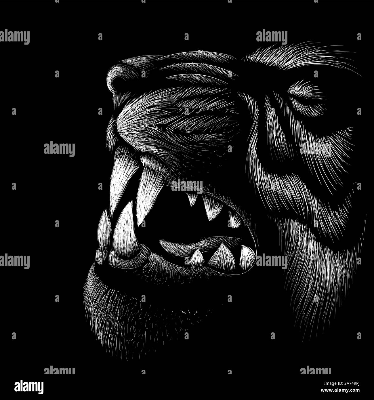 Pencil drawing tiger on Black and White Stock Photos & Images - Alamy