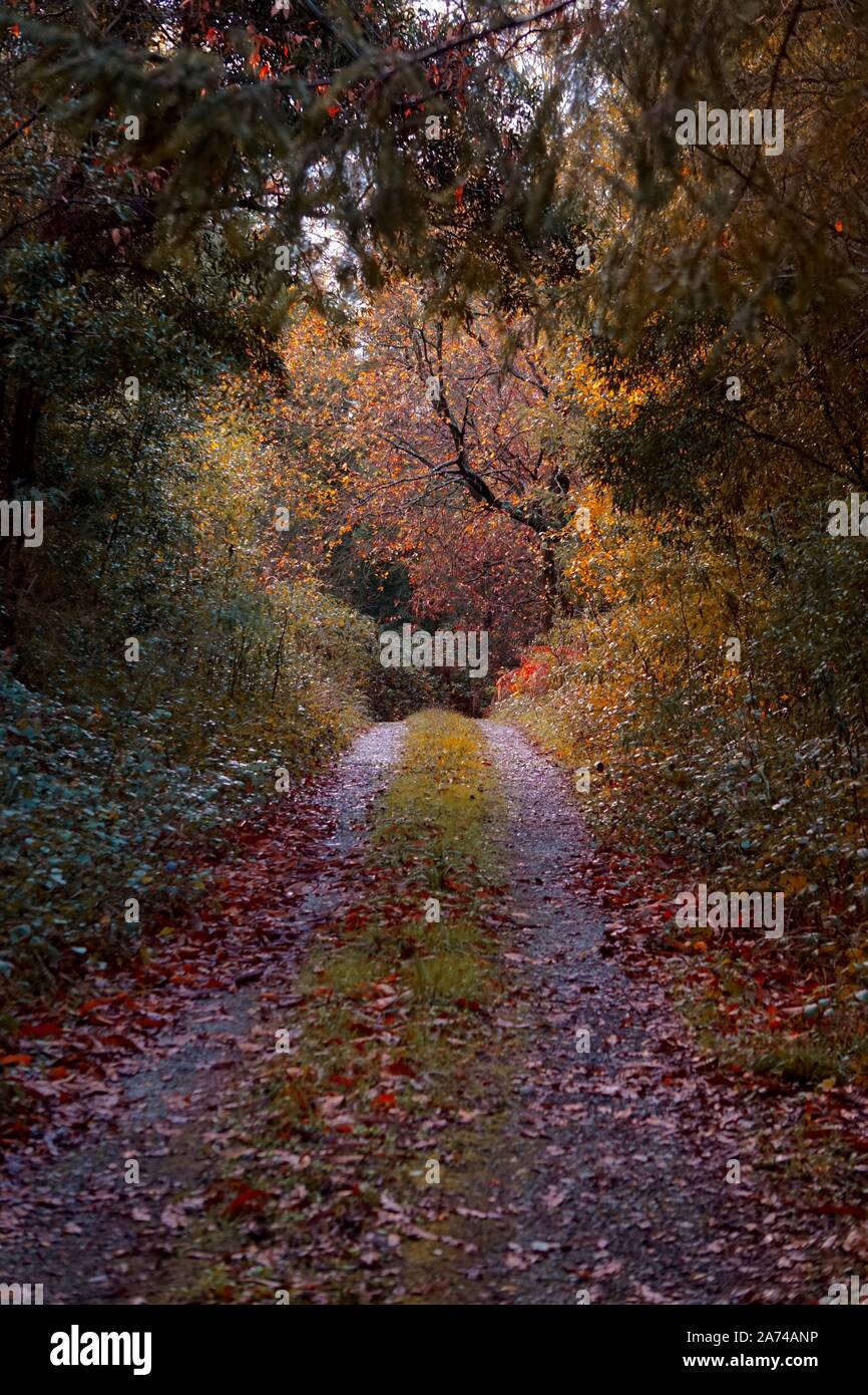 Trees with brown leaves hi-res stock photography and images - Alamy