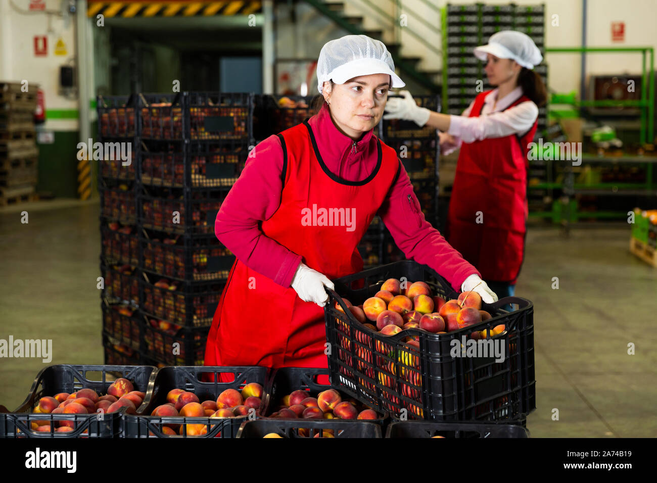 Two female fruit warehouse workers in process of packaging fresh ...