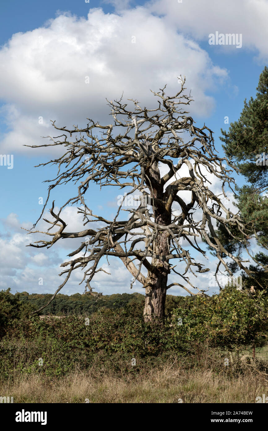 Bent dead tree hi-res stock photography and images - Alamy