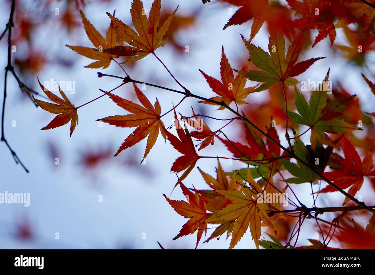 trees with red leaves in autumn in the nature Stock Photo - Alamy