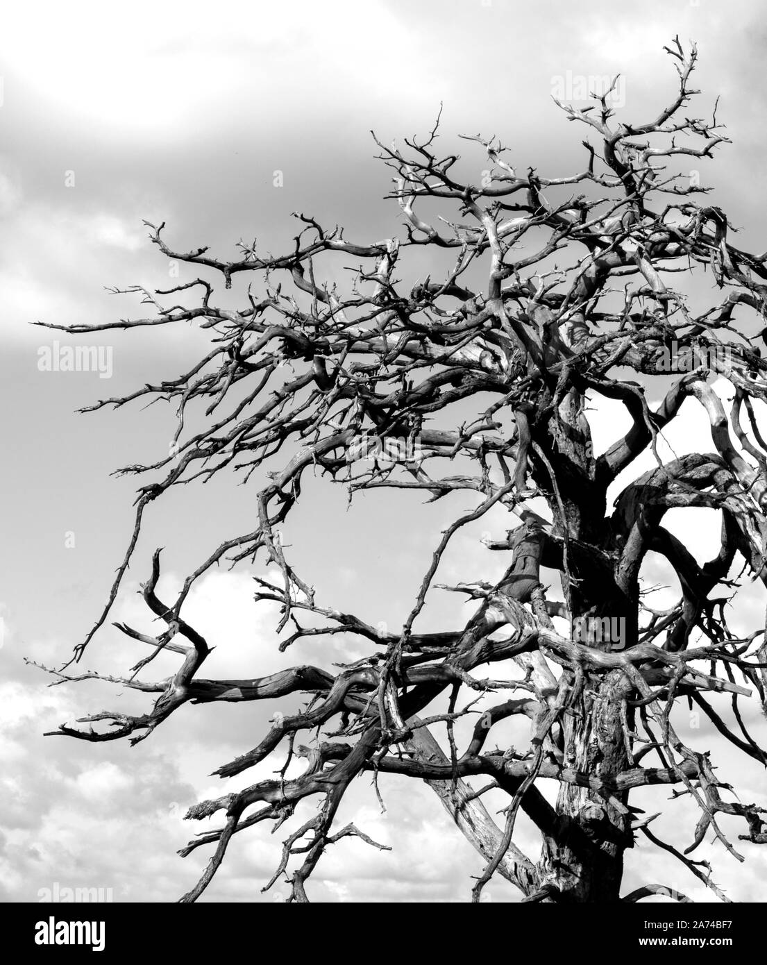 Distorted tree hi-res stock photography and images - Alamy