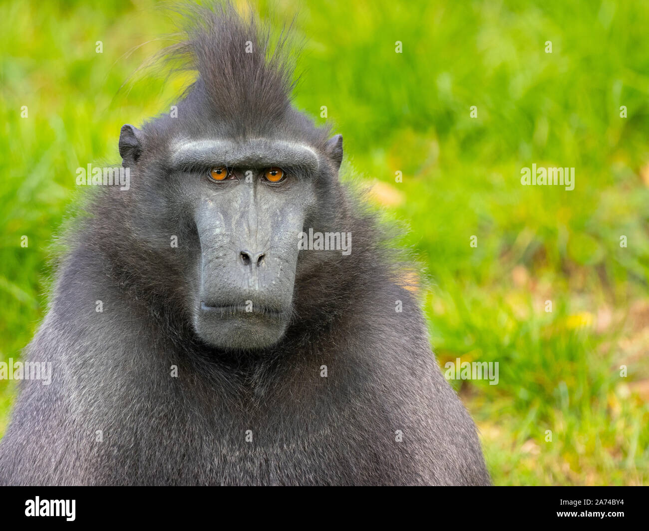 Celebes crested macaque Macaca nigra also known as the crested black ...