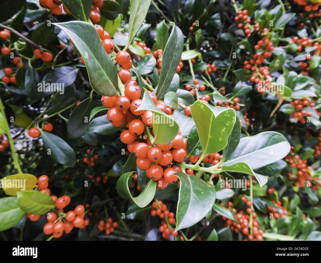 English Holy with berries, october 2019 | usage worldwide Stock Photo ...