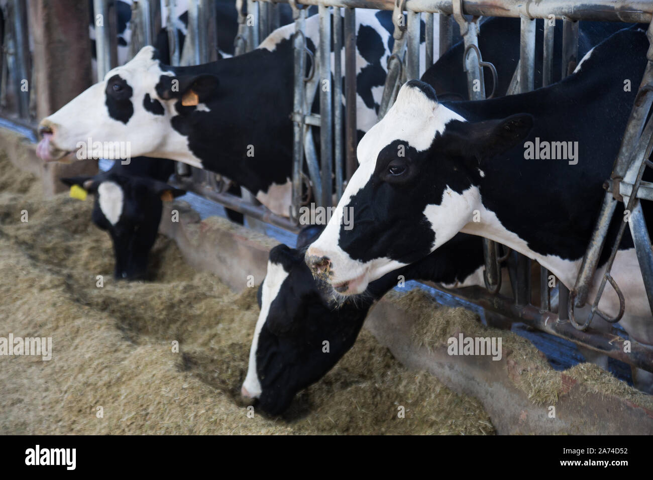 Holstein cows eating hay from manger on farm Stock Photo - Alamy