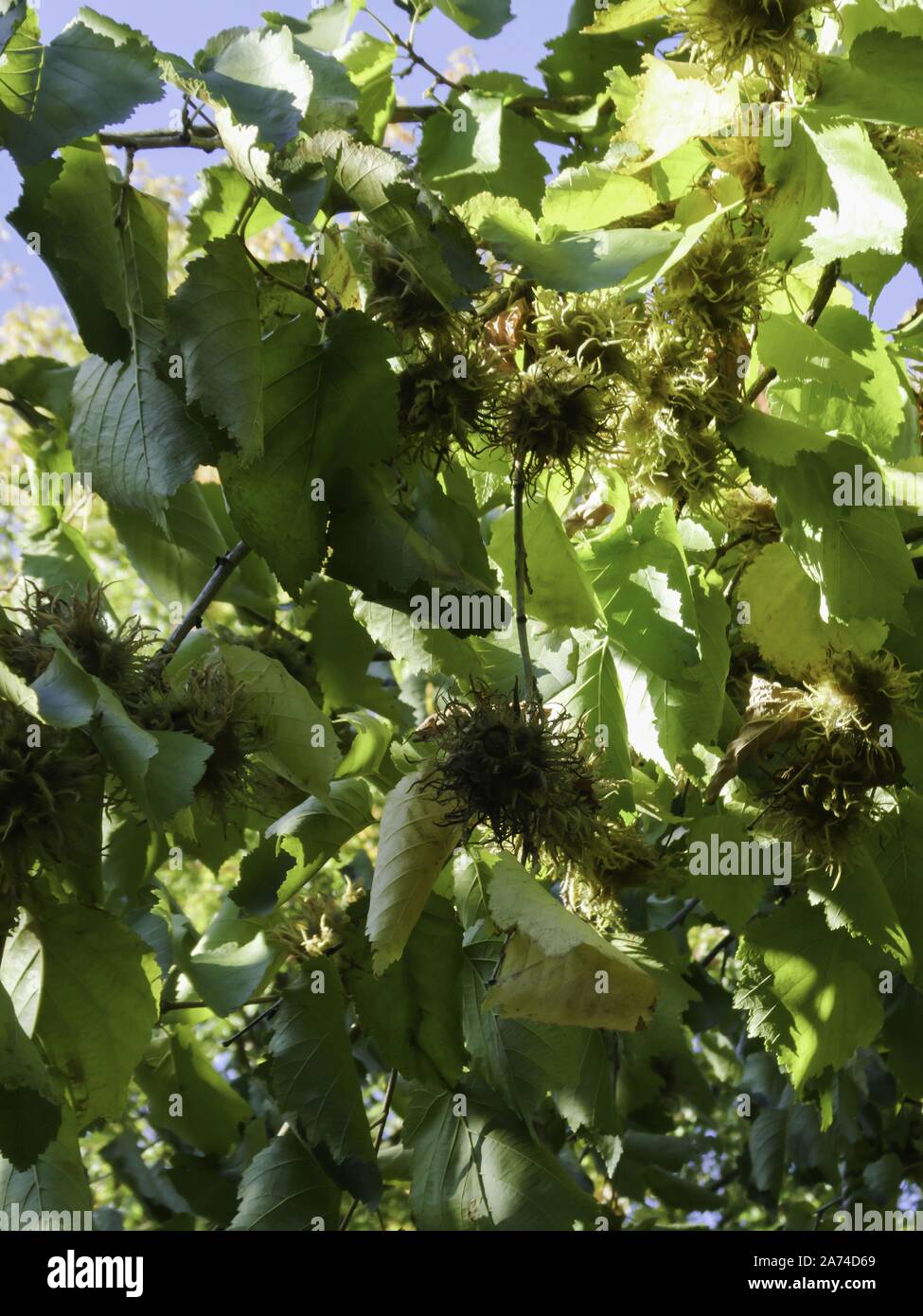 Turkish Hazel nuts on tree, september 2019 | usage worldwide Stock ...