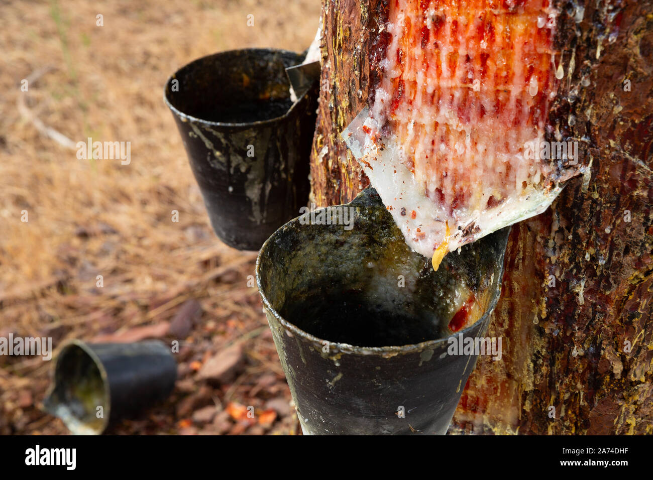 Extraction of resin in pines, Natural Park at sunny day, Spain Stock ...