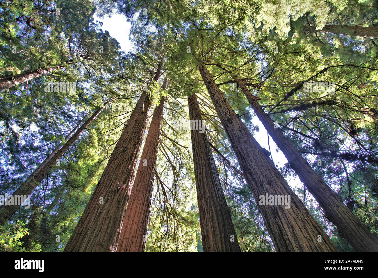 Giant Sequoia Tree Branches High Resolution Stock Photography and ...