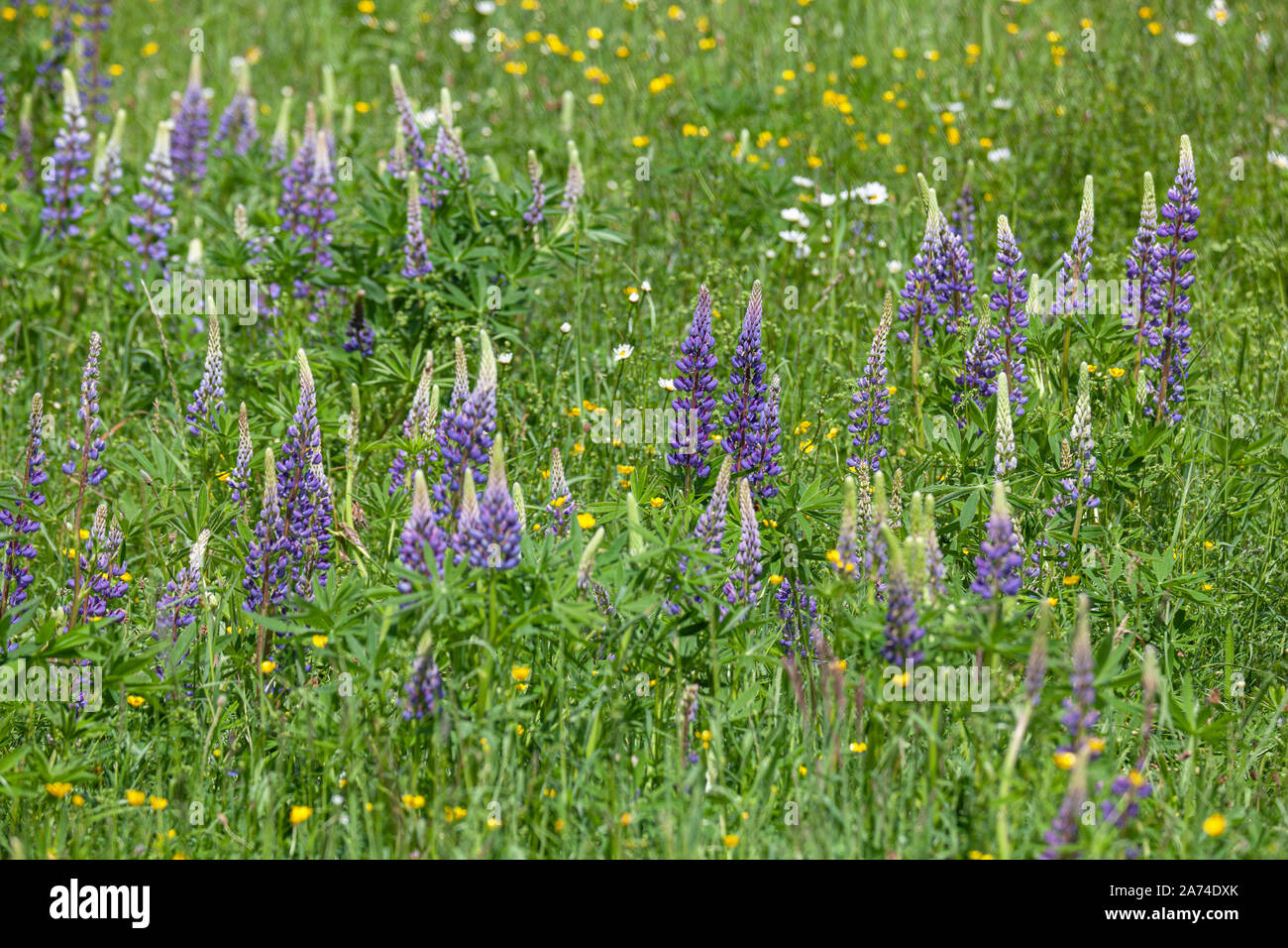 Wilde Lupinen wachsen auf einer Naturwiese, Wild lupins grow on a ...
