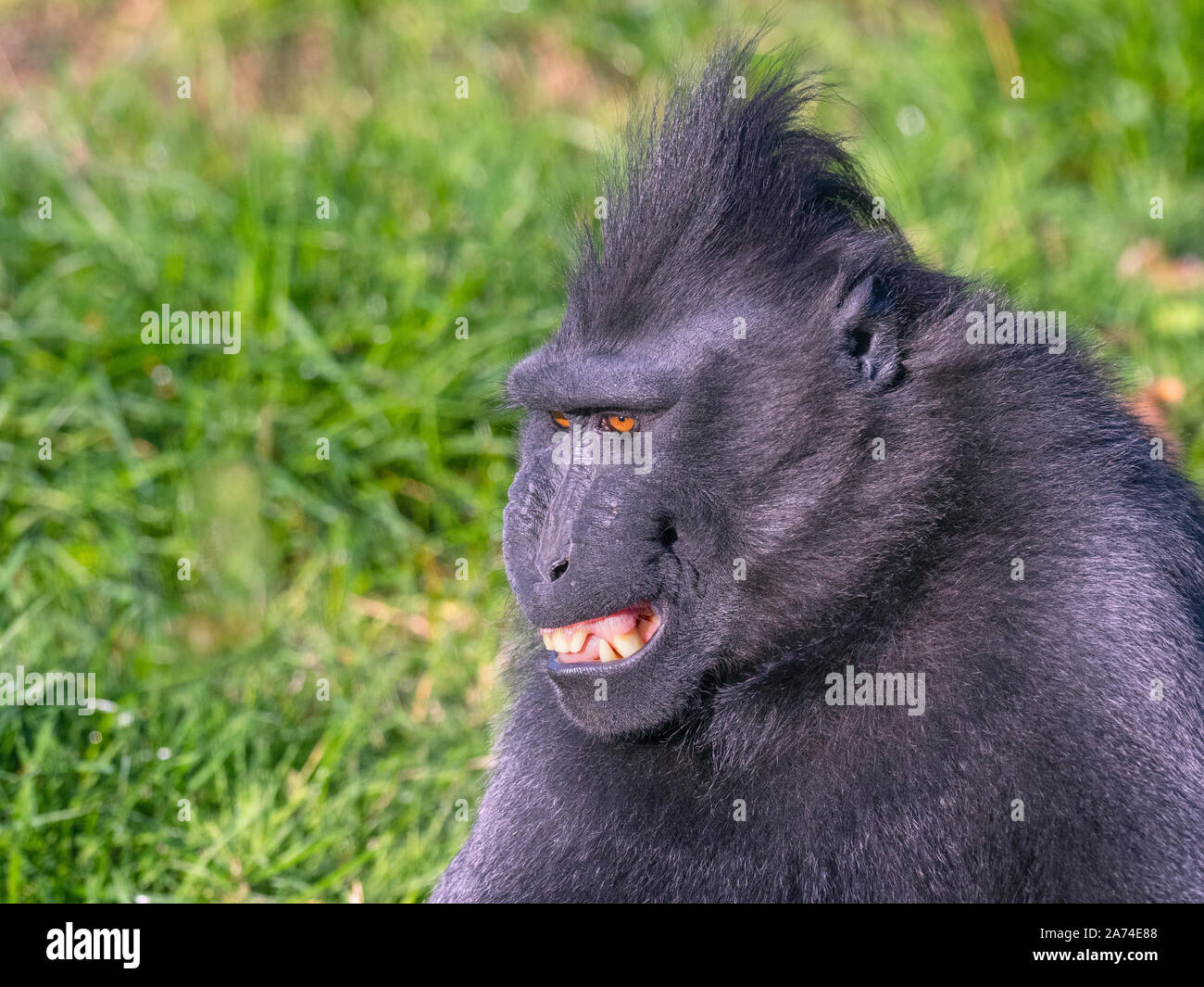Celebes crested macaque Macaca nigra also known as the crested black ...