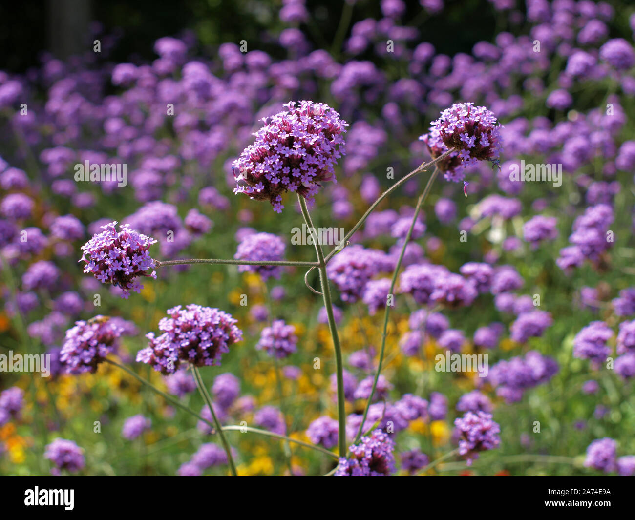 violet flowers "Verbena officinalis" in closeup Stock Photo - Alamy