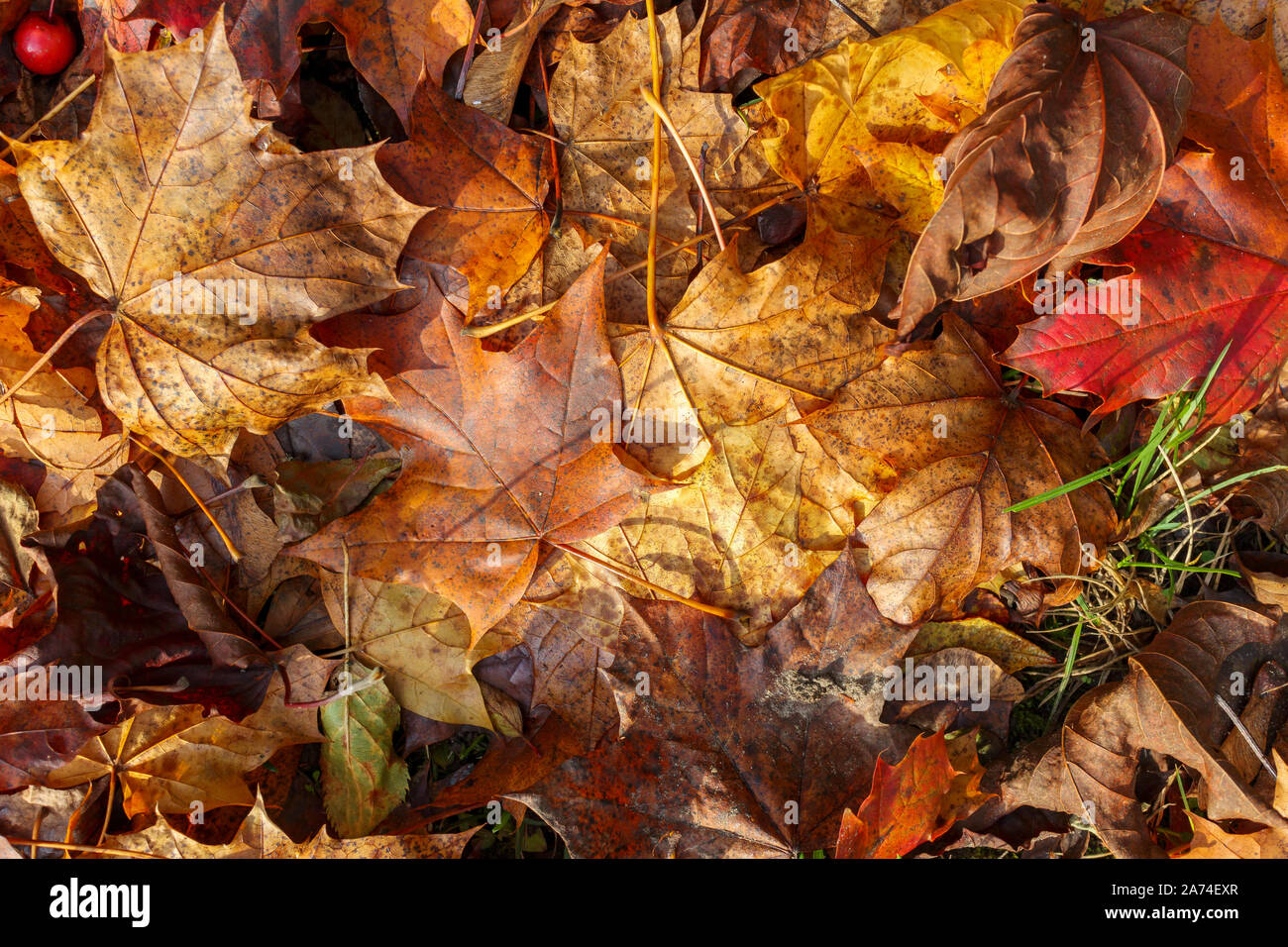 Sycamore tree in winter foliage hi-res stock photography and images - Alamy
