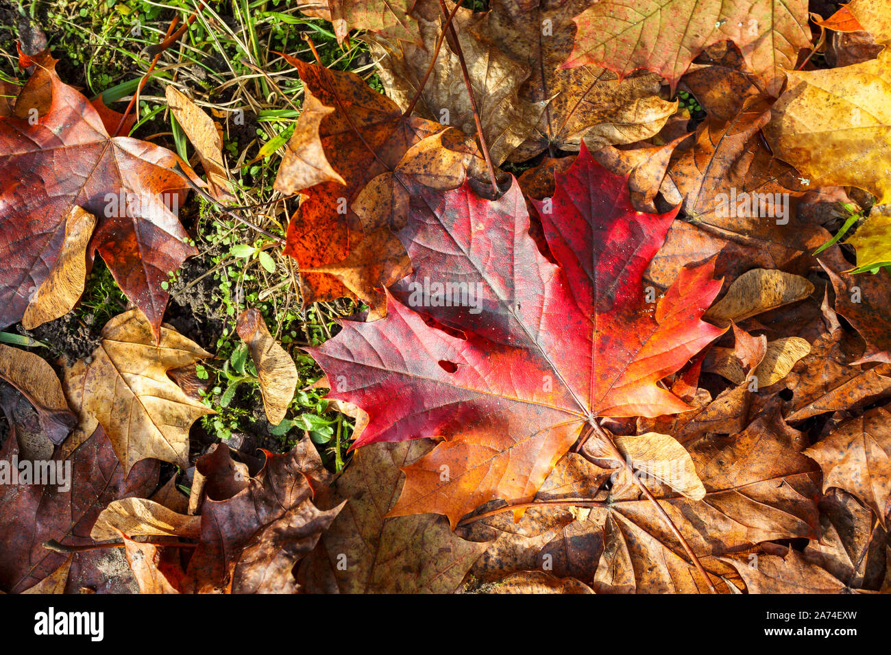Sycamore maples hi-res stock photography and images - Alamy