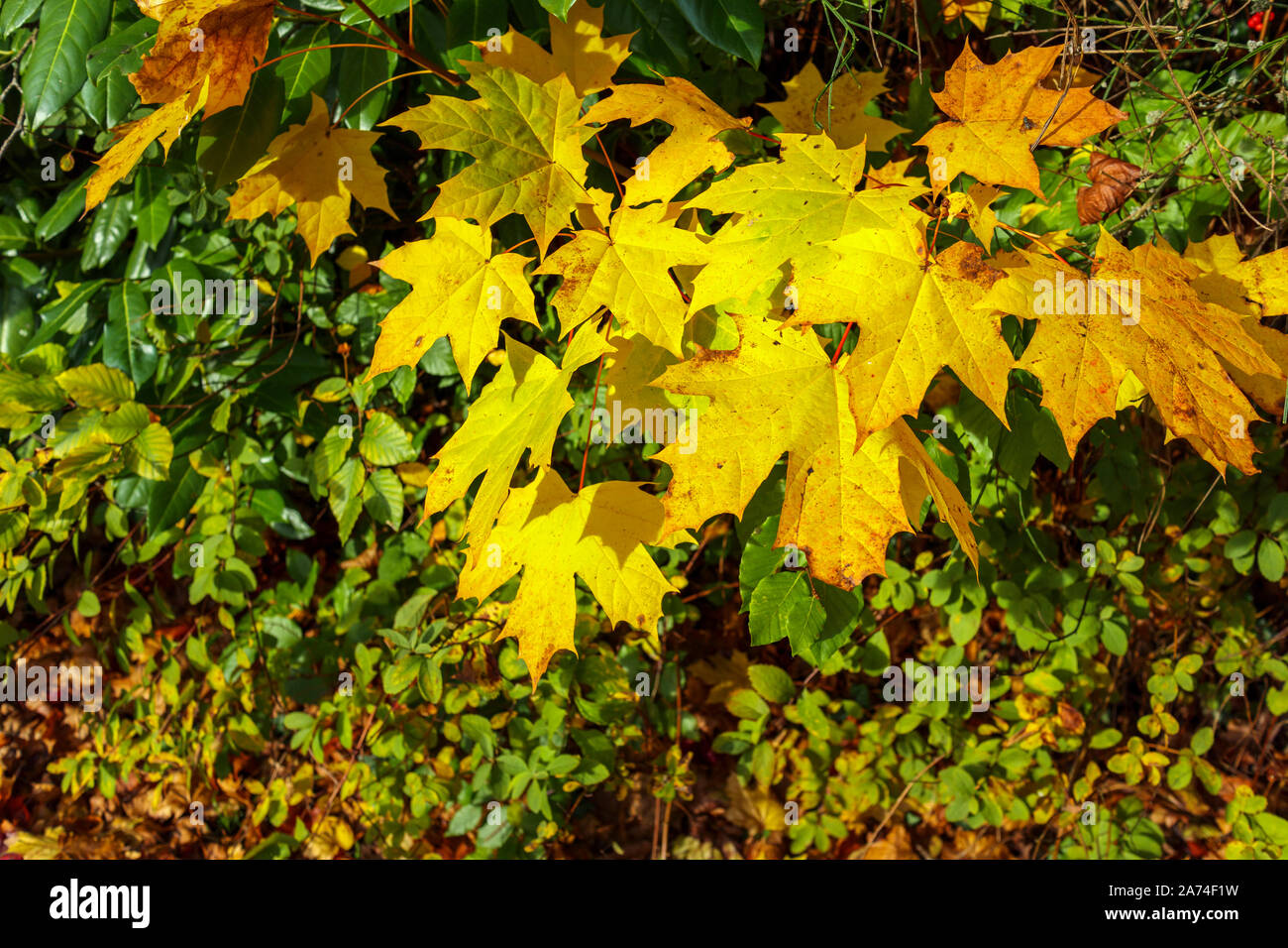 Close-up view of yellow sycamore (Acer pseudoplatanus) leaves still on ...