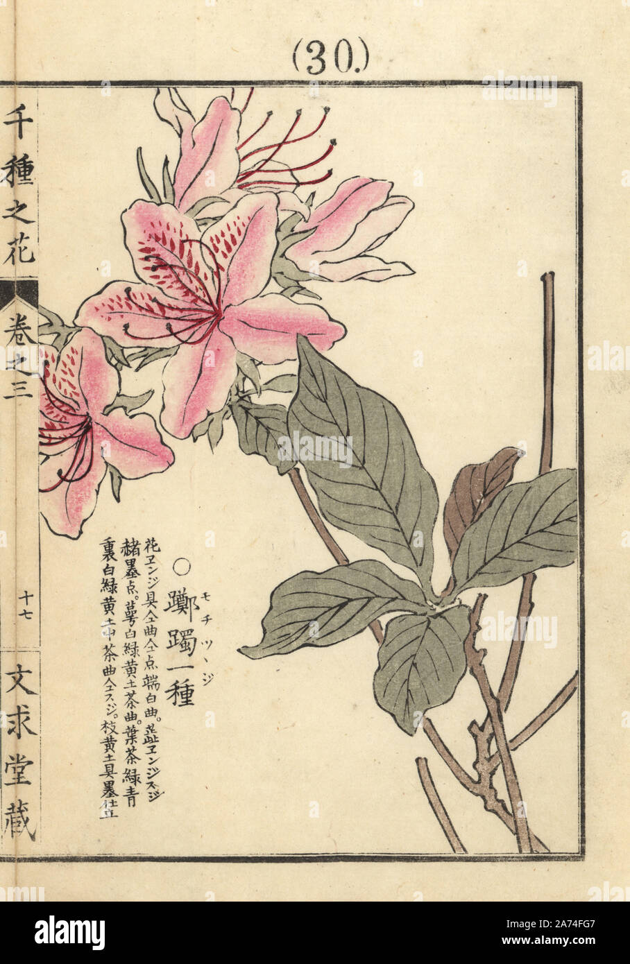 Mojitsutsuji or spider azalea, Rhododendron macrosepalum. Handcoloured ...