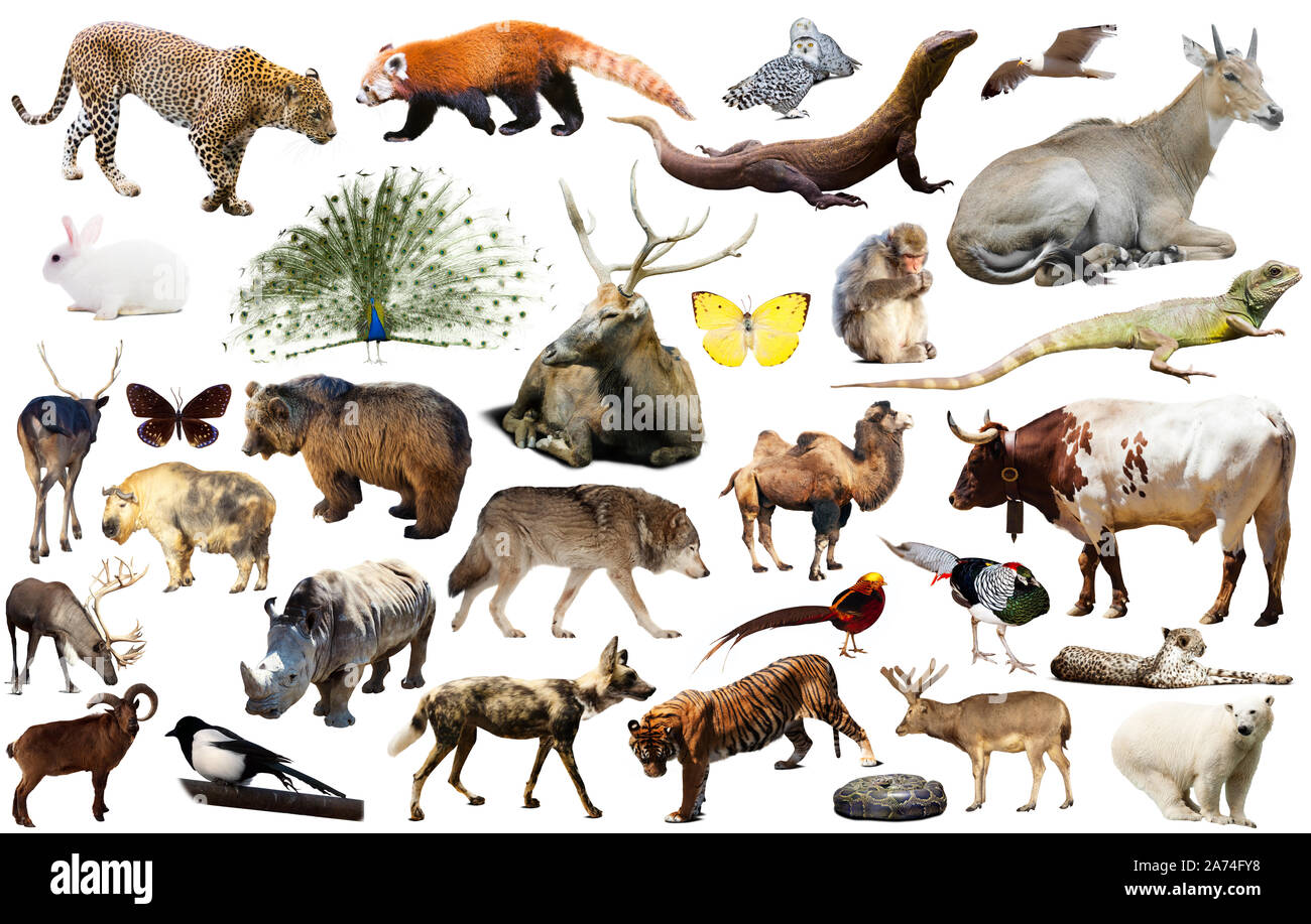 Set of various asian isolated wild animals including birds, mammals ...