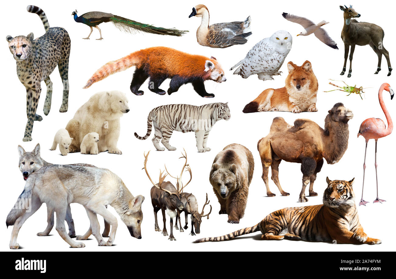 Set of various asian isolated wild animals including birds, mammals ...
