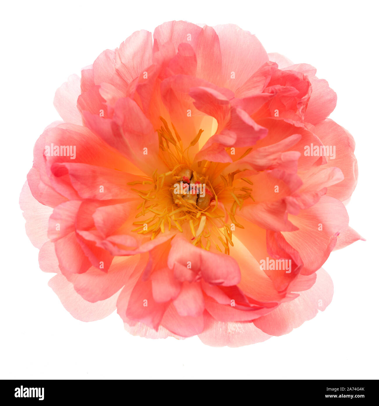 Single peony flower hi-res stock photography and images - Alamy