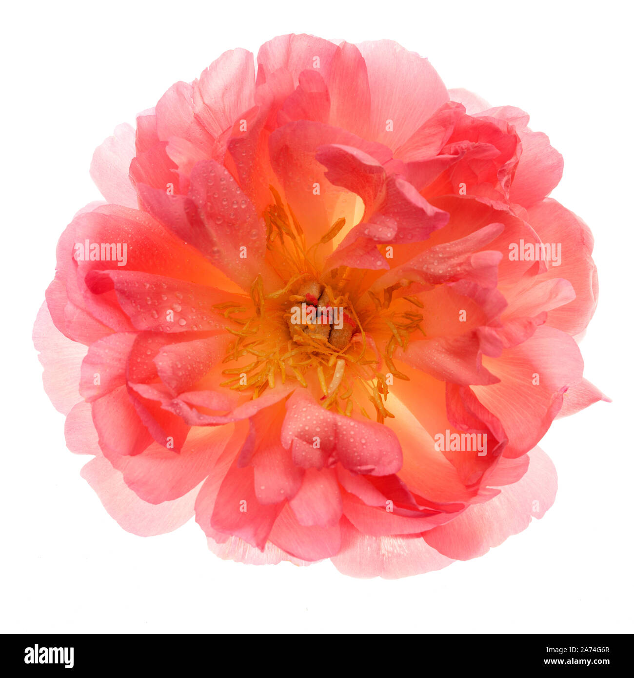 single peony flower on white underground Stock Photo - Alamy