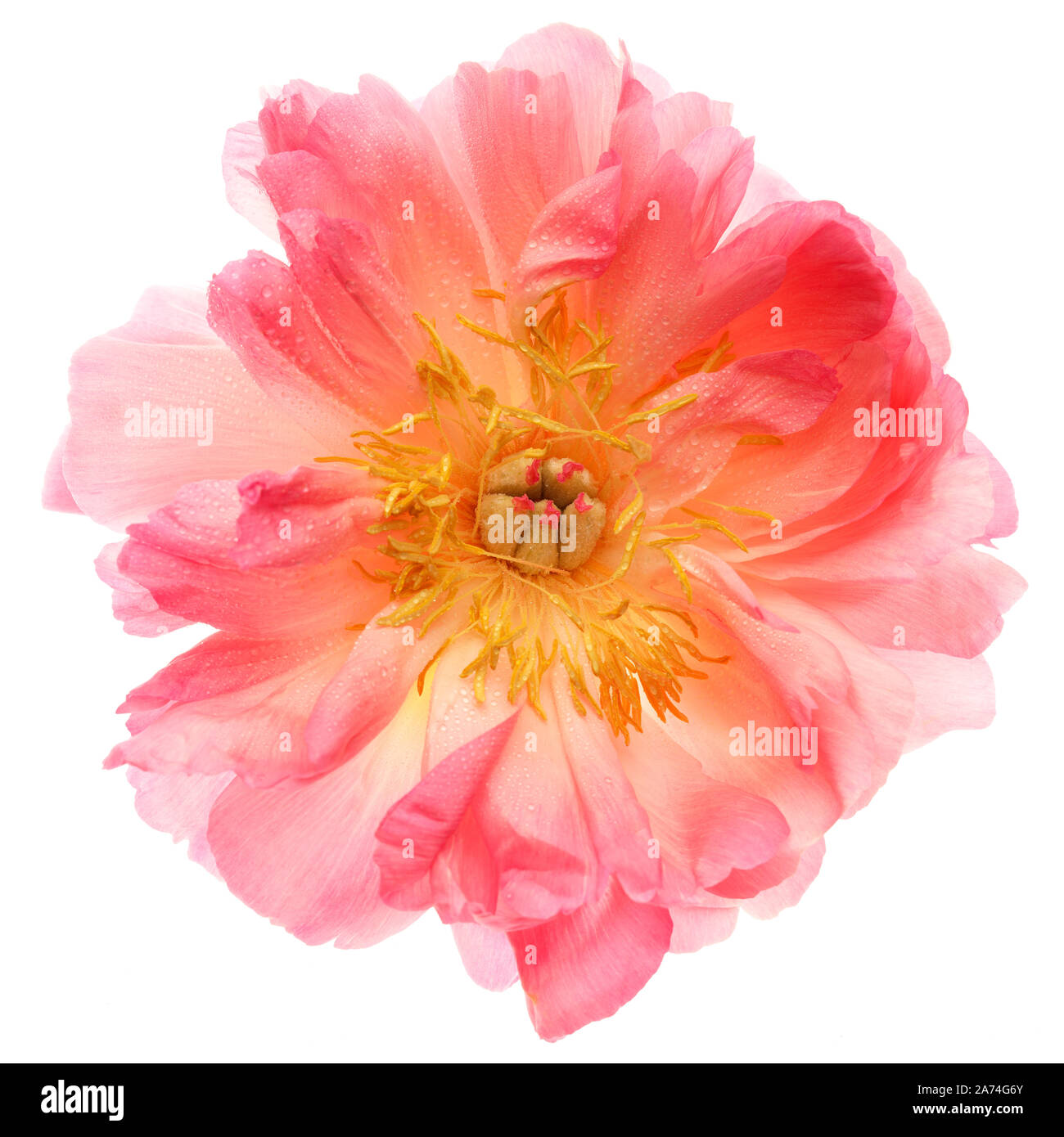 single peony flower on white underground Stock Photo - Alamy