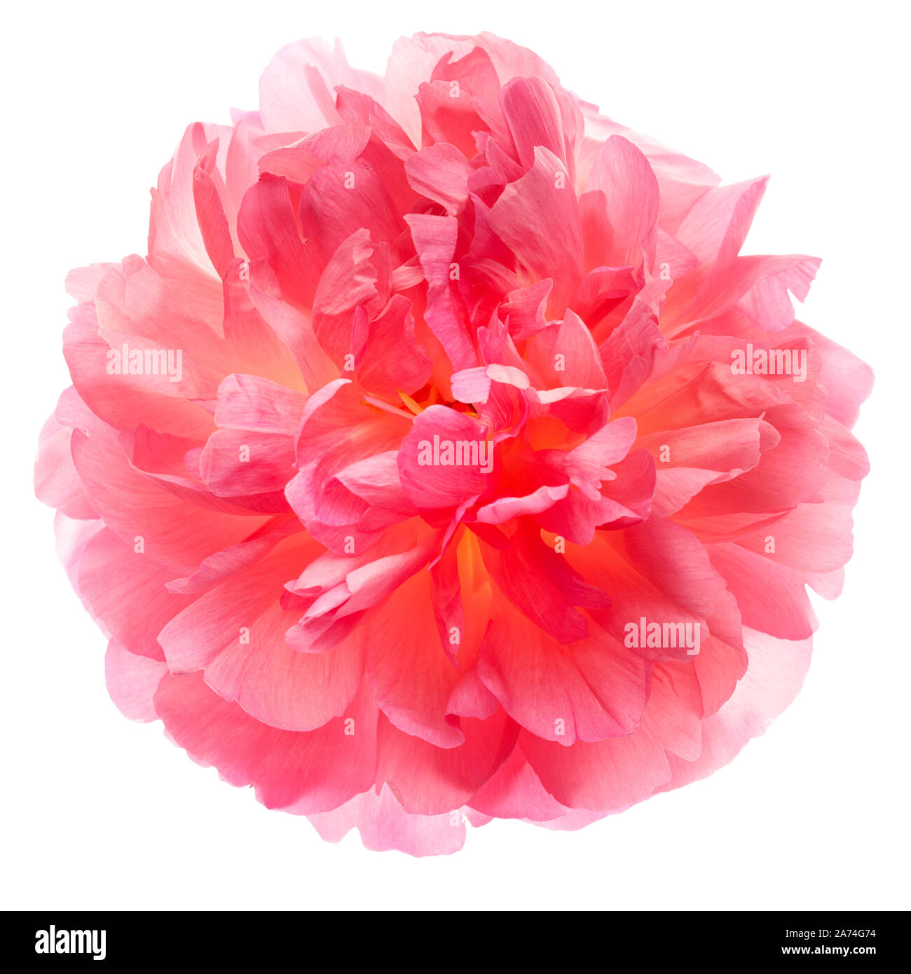 Single peony hi-res stock photography and images - Alamy