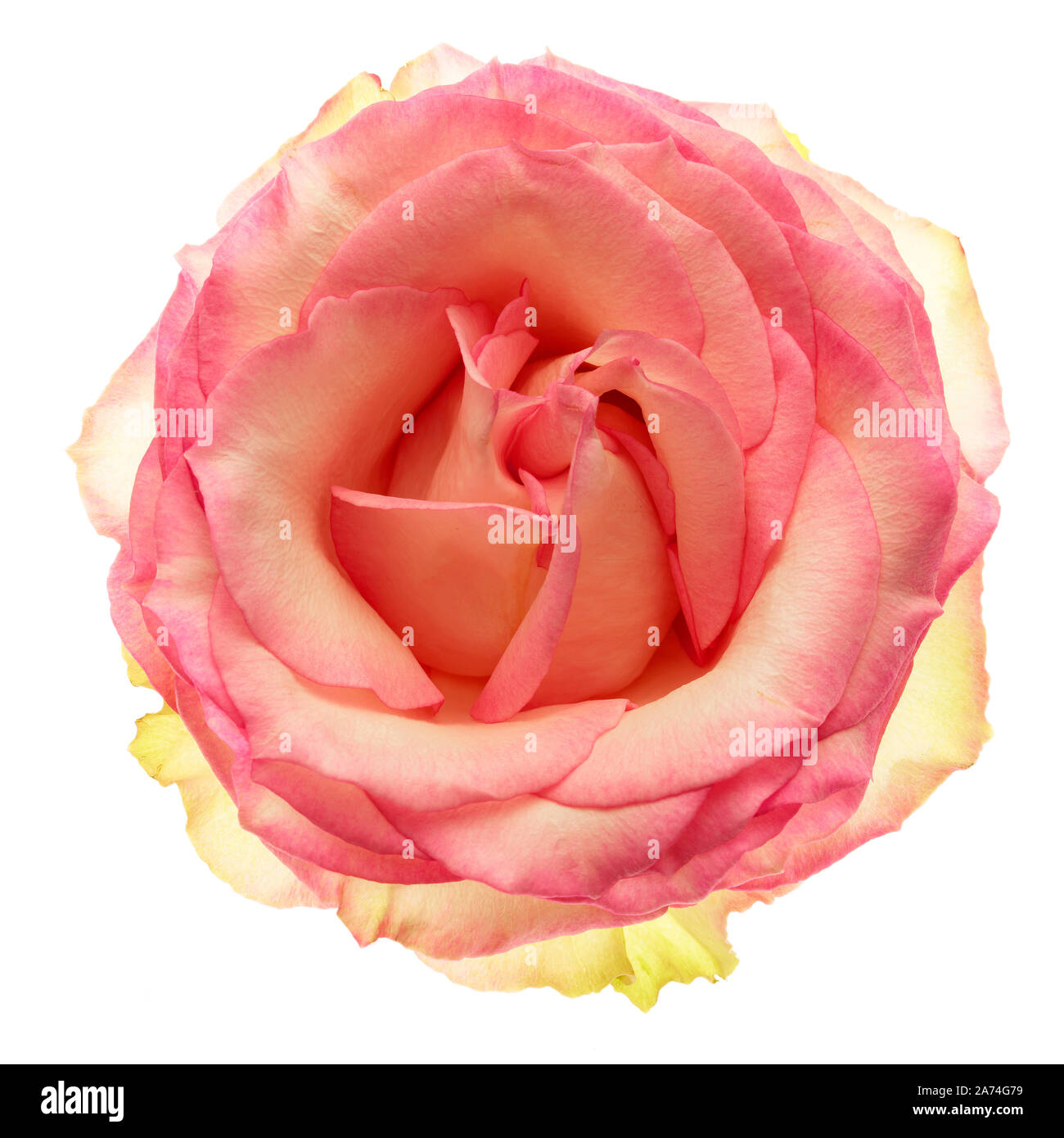 rose, single flower on white underground Stock Photo - Alamy