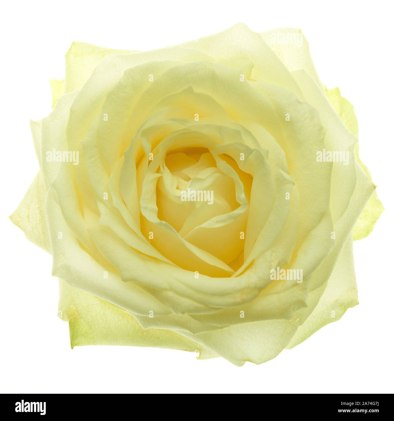rose, single flower on white underground Stock Photo - Alamy