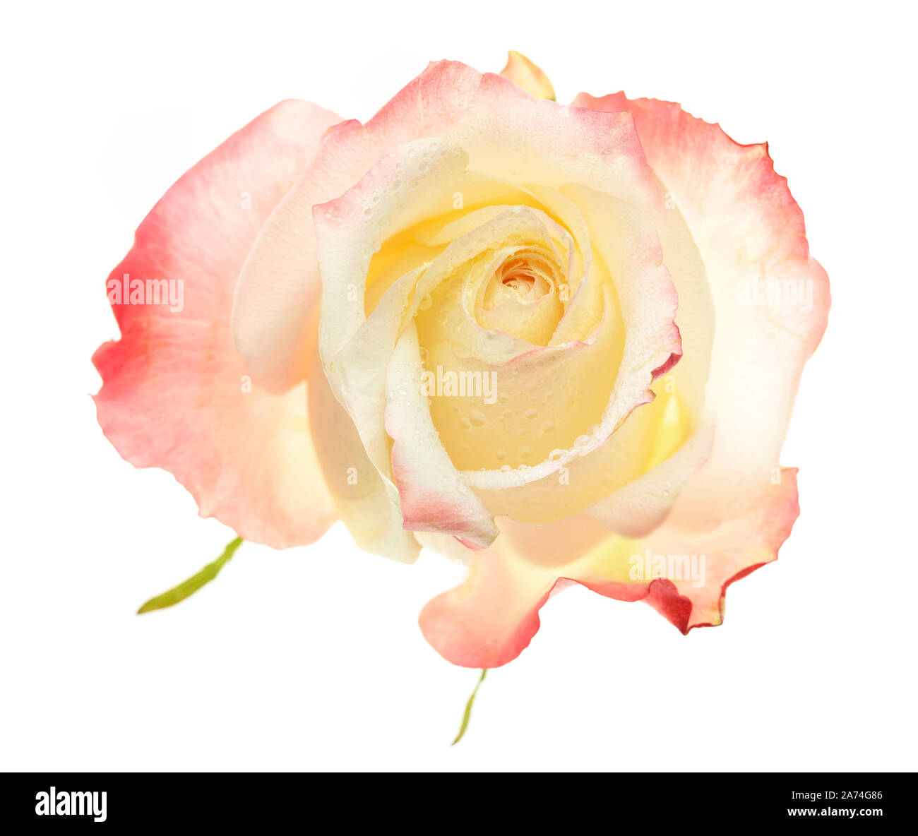 rose, single flower on white underground Stock Photo - Alamy