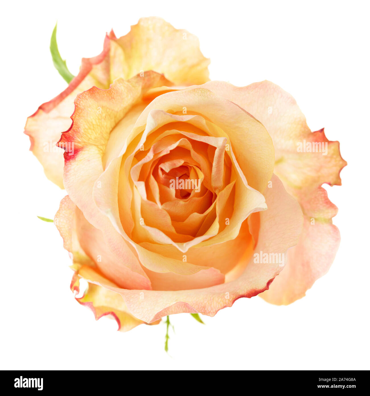 rose, single flower on white underground Stock Photo - Alamy