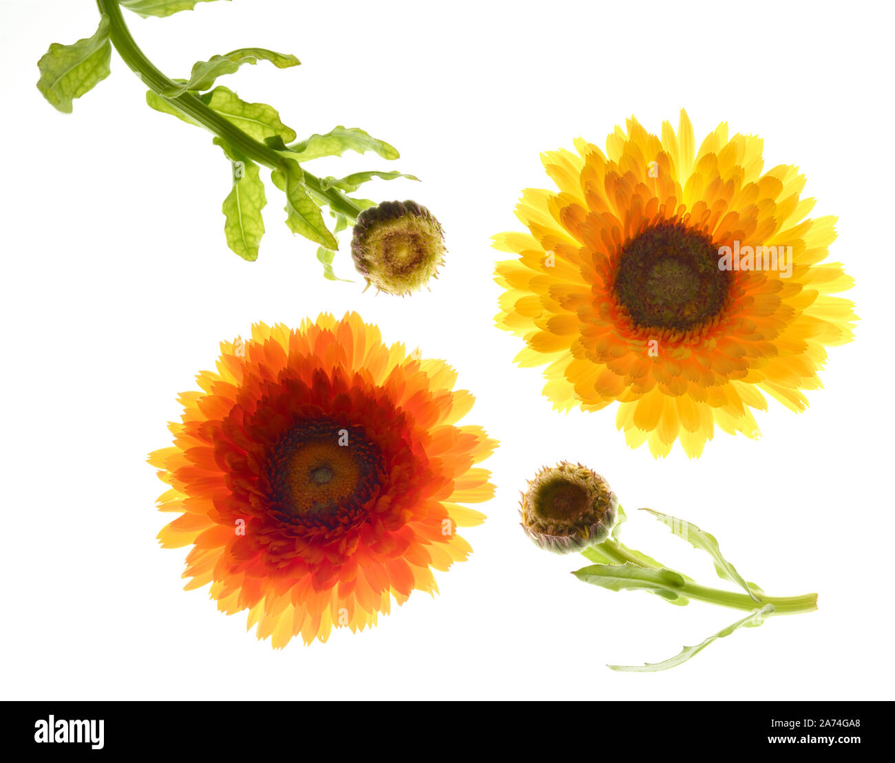 Straw flower Cut Out Stock Images & Pictures - Alamy