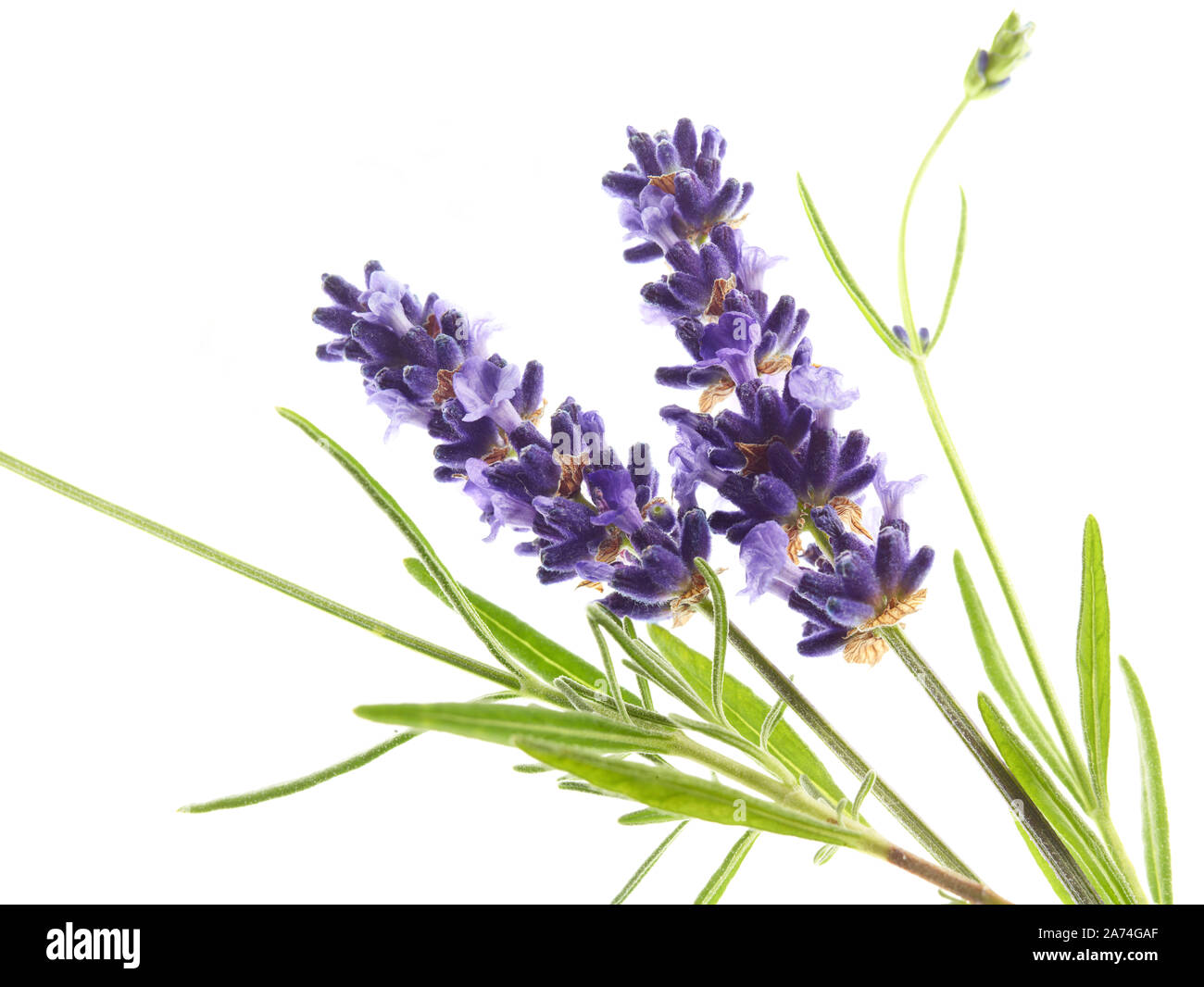 lavender on white underground Stock Photo - Alamy