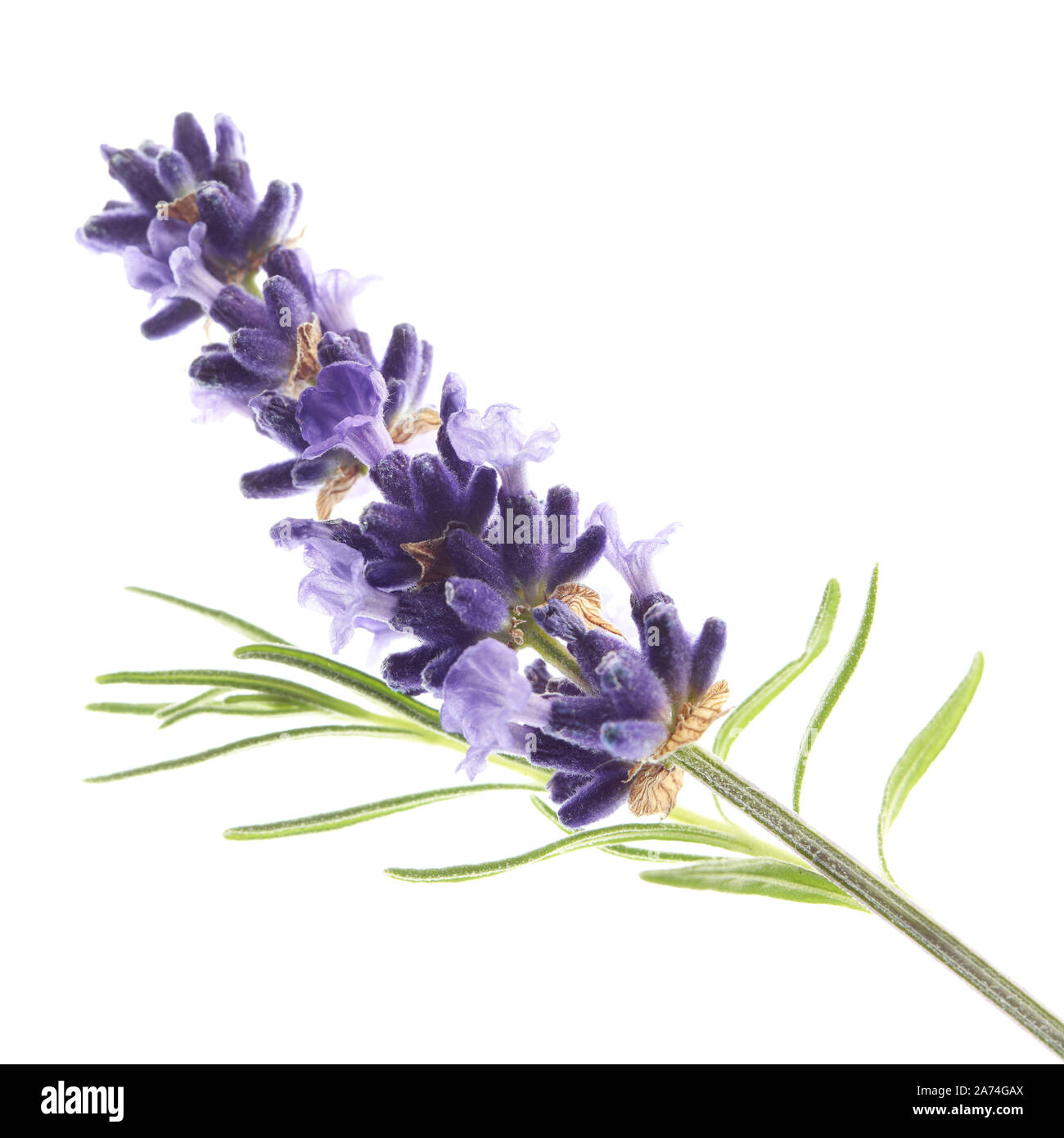 lavender on white underground Stock Photo - Alamy