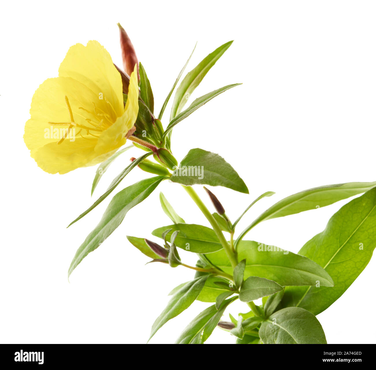 nature, evening star, flower on white underground Stock Photo - Alamy