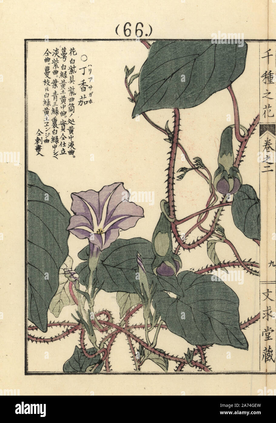 Calonyction High Resolution Stock Photography and Images - Alamy