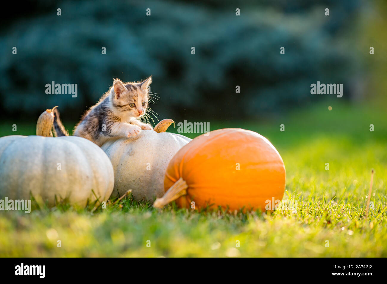 Cute siblings kittens play and sit around pumpkins on green autumn ...