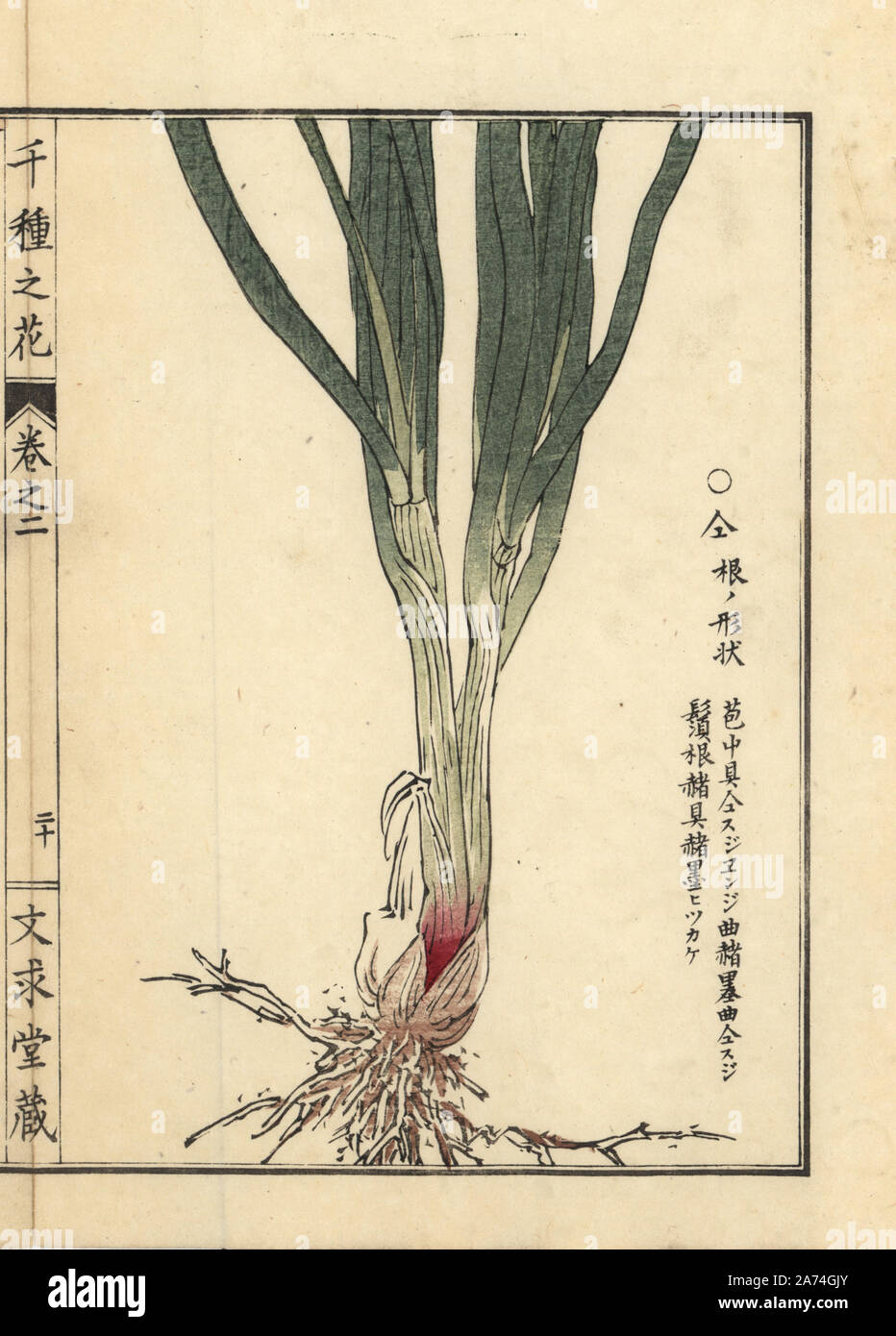 Nira hi-res stock photography and images - Alamy