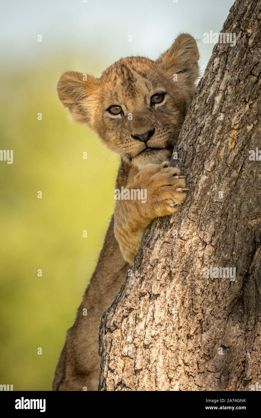Lion Peeking High Resolution Stock Photography and Images - Alamy