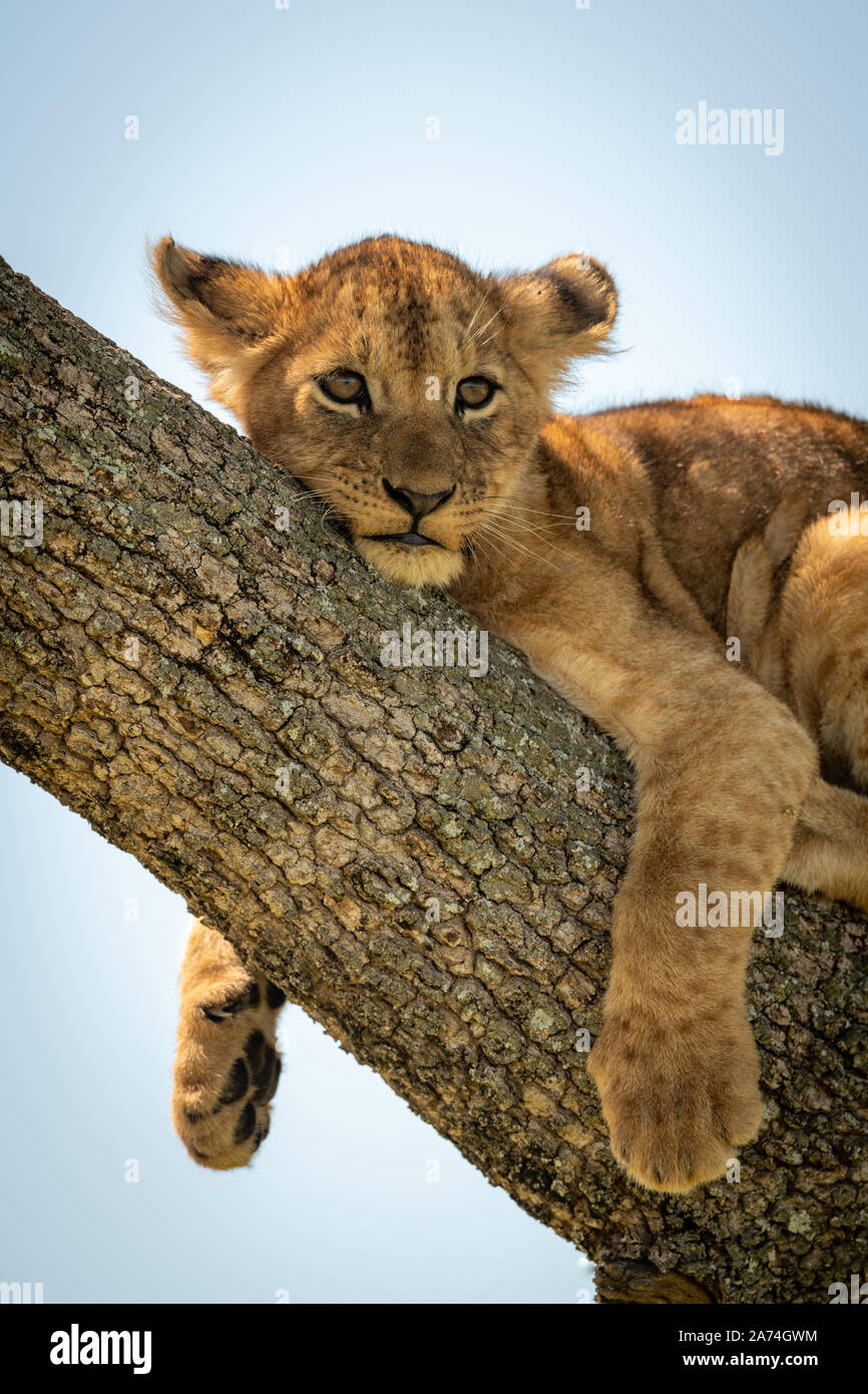 Close-up of lion cub relaxing in tree Stock Photo - Alamy