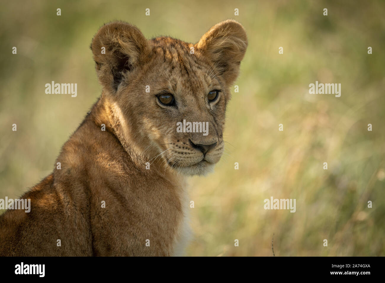 Close-up of lion cub sitting facing right Stock Photo - Alamy